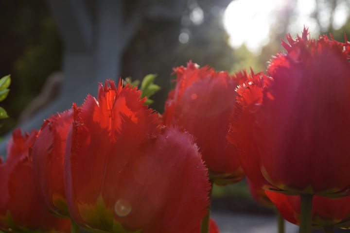 Flower #48 - Ngtimages - Photography, Flowers, Plants, & Trees, Flowers ...