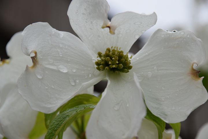 Flowers #1 - Ngtimages - Photography, Flowers, Plants, & Trees, Flowers ...