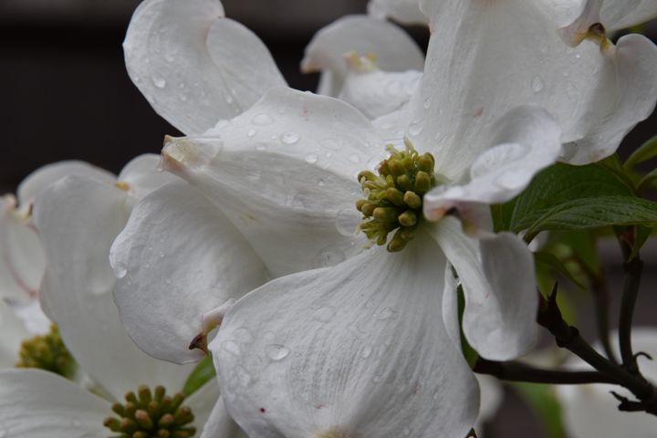 Flower #2 - Ngtimages - Photography, Flowers, Plants, & Trees, Flowers ...