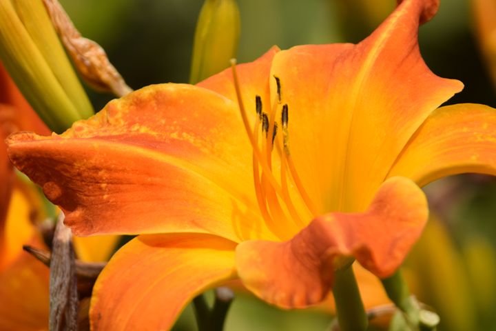 Flower #10 - Ngtimages - Photography, Flowers, Plants, & Trees, Flowers ...