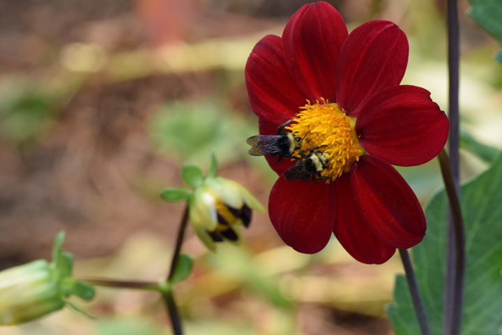 Flower #15 - Ngtimages - Photography, Flowers, Plants, & Trees, Flowers ...