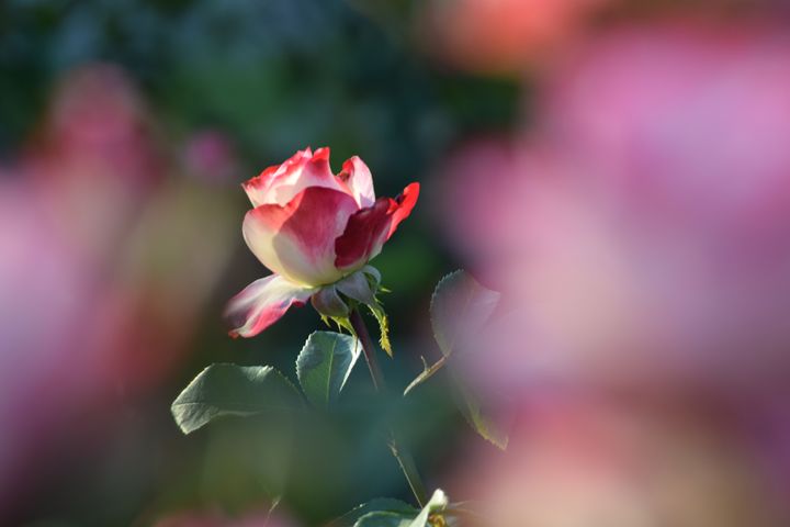 Flower #16 - Ngtimages - Photography, Flowers, Plants, & Trees, Flowers ...