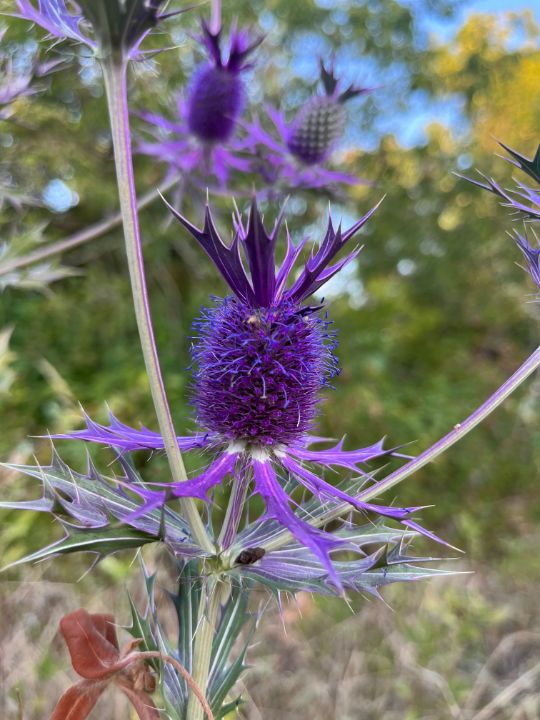 Purple Thistle - Evie Walberg's Contemporary Fine Art & Photography ...
