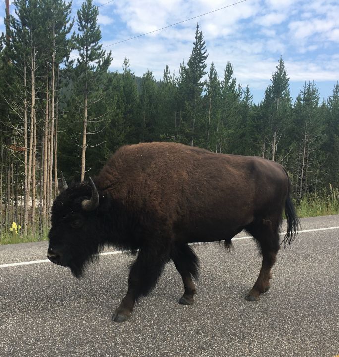 WHY DID THE BISON CROSS THE ROAD? - Evie Walberg's Contemporary Fine ...