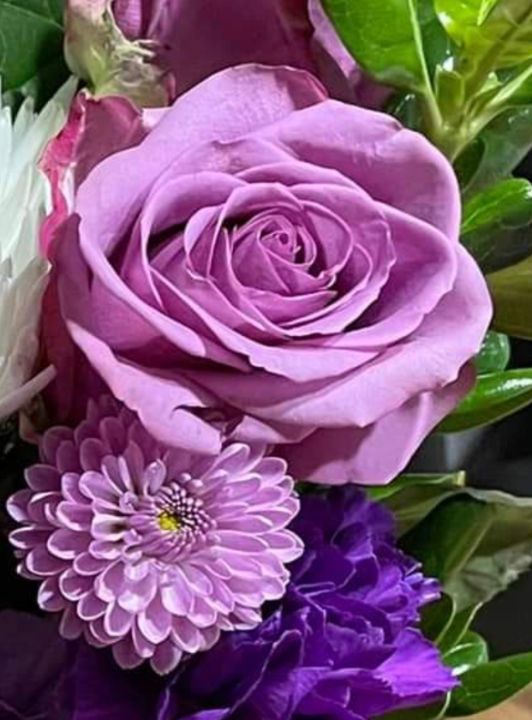 Violet Colour Roses