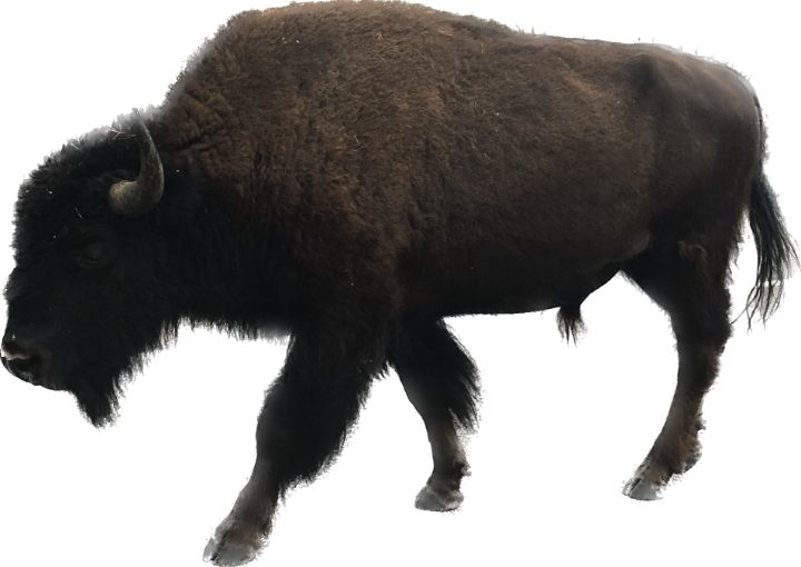 LONE BISON - Evie Walberg's Contemporary Fine Art & Photography ...