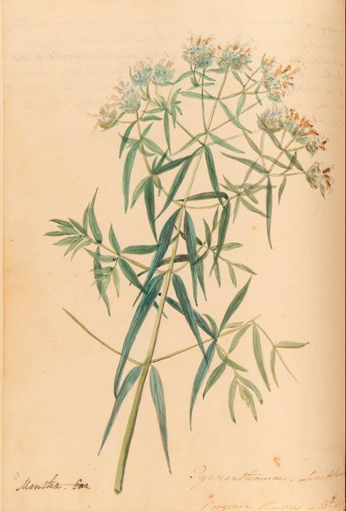 Nourse Family~Nourse Family Sketchbo - Old classic art - Paintings ...