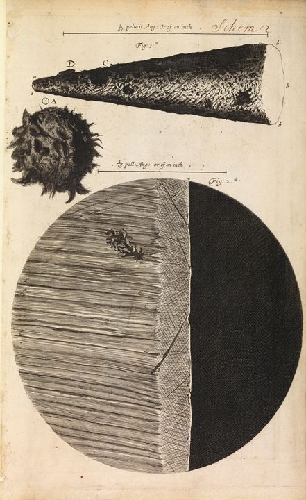 Robert Hooke (1635-1703)~Microscopic - Old classic art - Paintings ...
