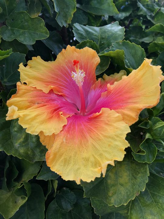 Hibiscus Exotica! - toksabukadesign - Photography, Flowers, Plants ...