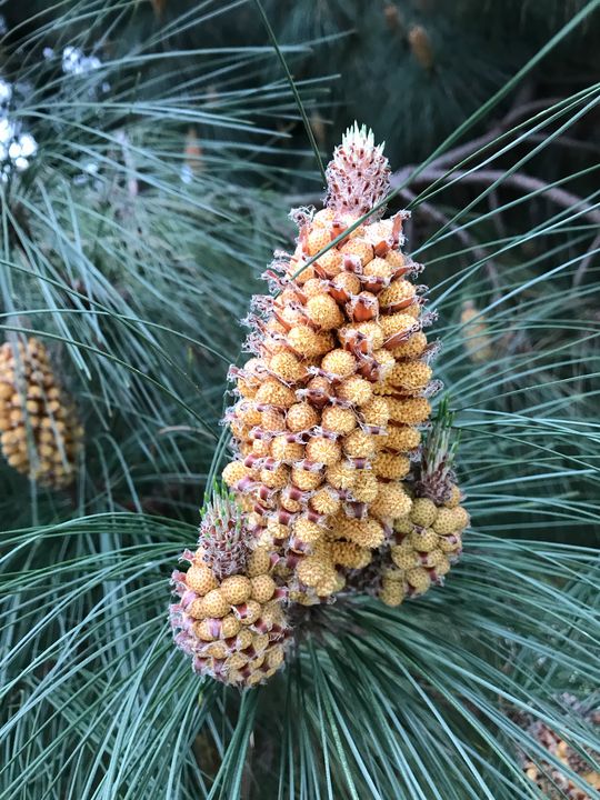 Pine Time - toksabukadesign - Photography, Landscapes & Nature, Other ...