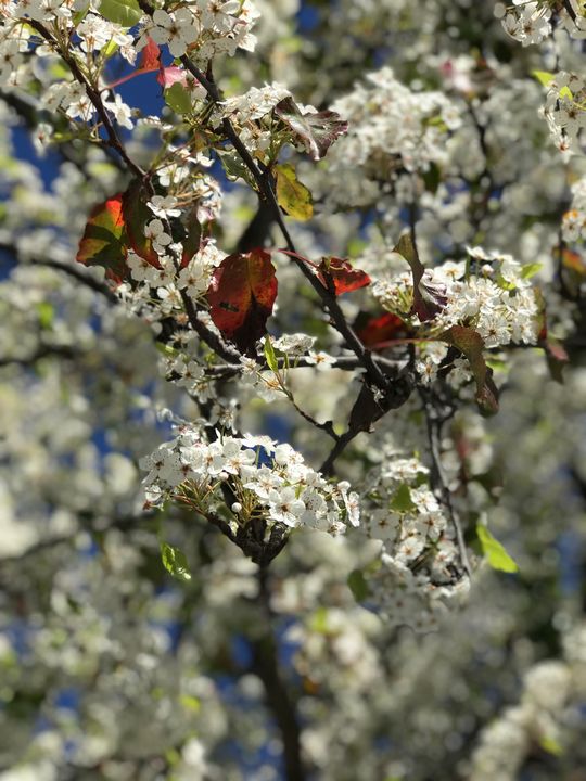 Early Spring Bloom - toksabukadesign - Photography, Landscapes & Nature ...