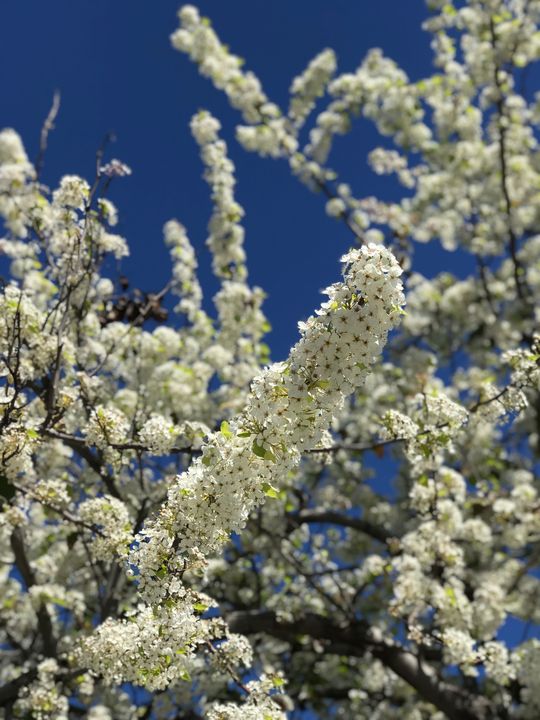 Early Spring Bloom - toksabukadesign - Photography, Landscapes & Nature ...