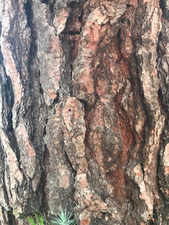 Rough Red Tree Trunk - toksabukadesign - Photography, Landscapes ...