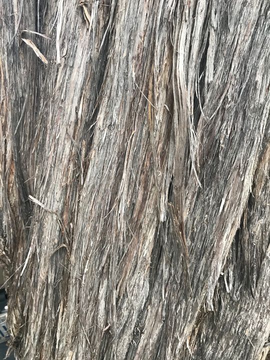 Gray Tree Trunk - toksabukadesign - Photography, Landscapes & Nature ...