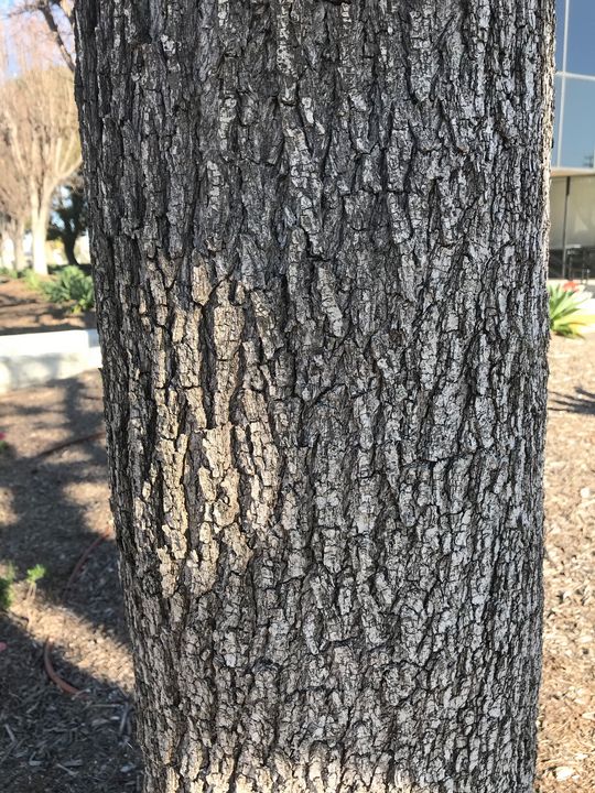 The Gray Tree Trunk in the City - toksabukadesign - Photography ...