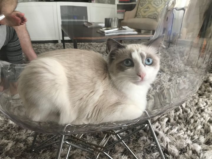 Kitty in Transparent Chair - toksabukadesign - Photography, Animals ...