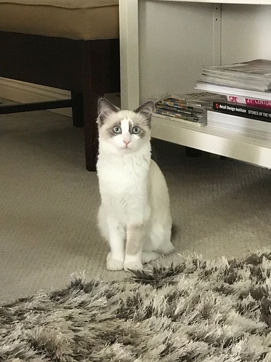 Kitty's Intense Stare - toksabukadesign - Photography, Animals, Birds ...