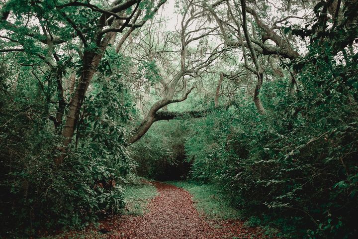 Charlestowne Forest - Heretic's Gallery - Photography, Landscapes ...