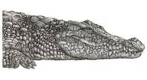 Auriga - Drawings & Illustration