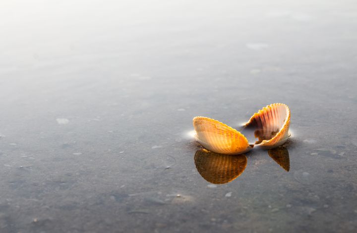 Sea Shell on Shallow Water - Daniel Boavida - Photography, Animals ...