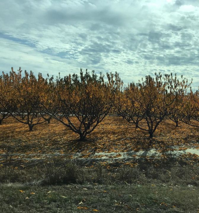 Fall peach trees - Adirondack Art & Soul - Photography, Flowers, Plants ...