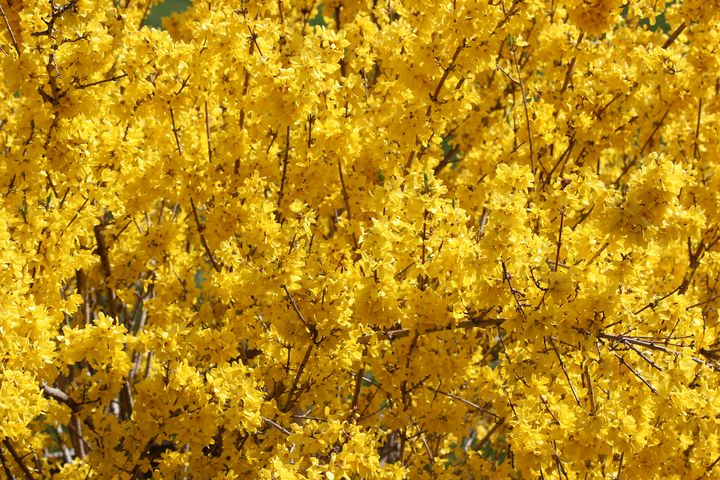 Spring Yellow - Adirondack Art & Soul - Photography, Landscapes ...