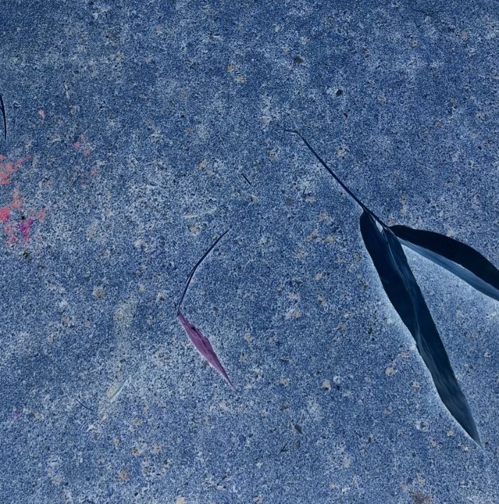 Slide 9 - Lachlan J McDougall - Photography, Flowers, Plants, & Trees ...