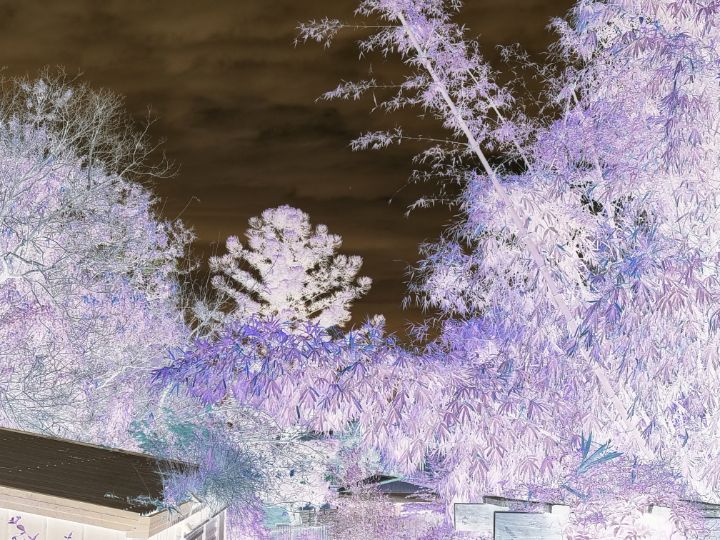 Slide 12 - Lachlan J McDougall - Photography, Flowers, Plants, & Trees ...