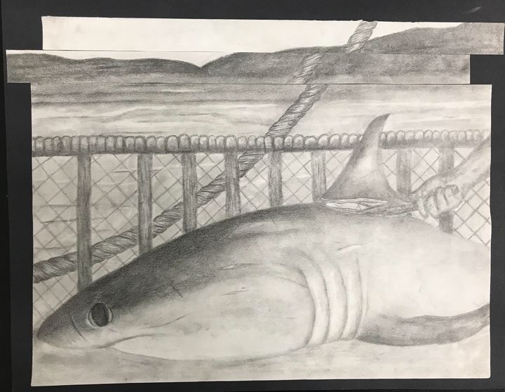 Shark finning graphite drawing - Tyriaunna’s art - Drawings ...