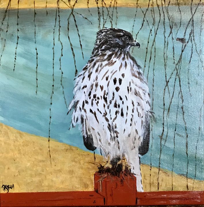 “Backyard Hawk” - PJ Riley Art - Paintings & Prints, Animals, Birds ...