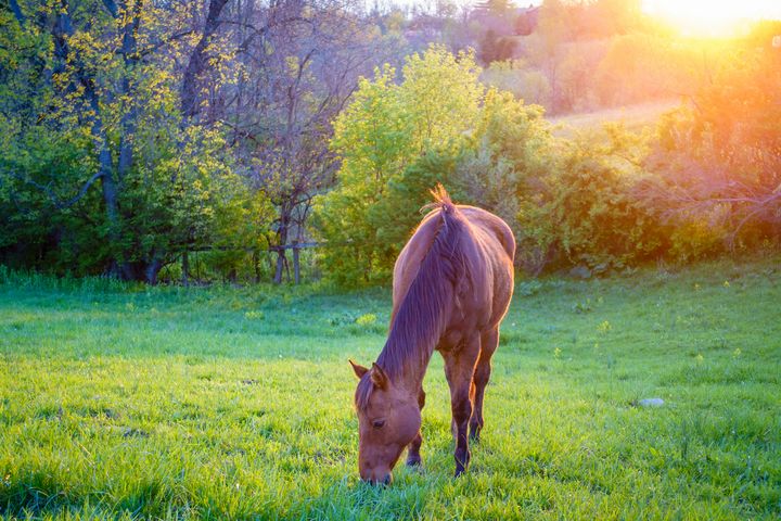 Grazing horse - BigEye Photography - Photography, Animals, Birds ...