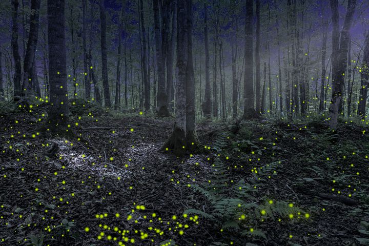 Night in the forest in Michigan - BigEye Photography - Photography ...