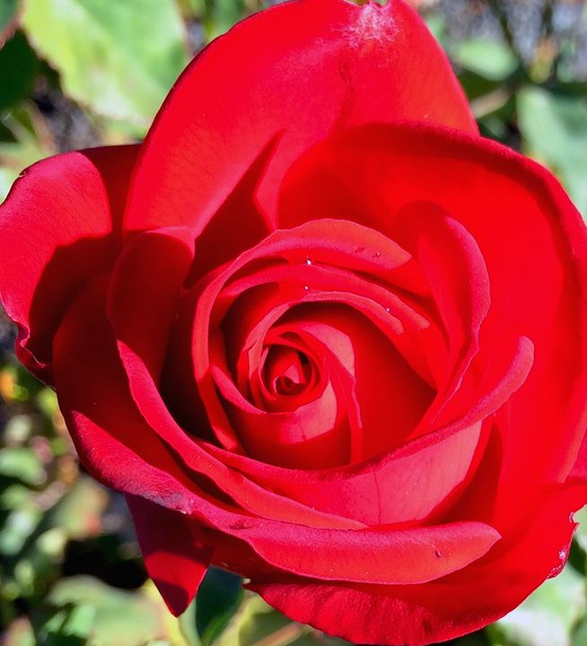 Afternoon Rose - B's Fine Arts - Photography, Flowers, Plants, & Trees ...