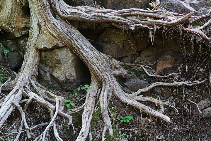 Twisted Roots 1 of 3 - Kruse Otto - Photography, Landscapes & Nature ...