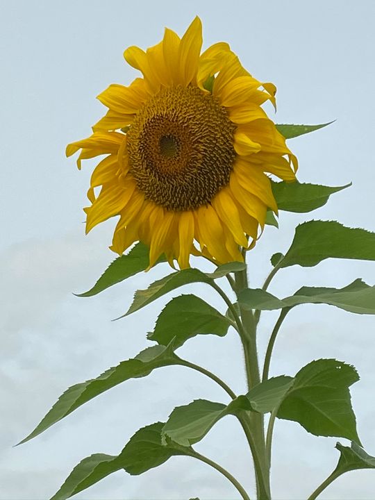 Skyscraper Sunflower - Ginny Keegan - Photography, Flowers, Plants ...