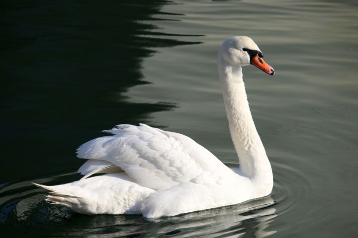 Wild Swan - Alexius Suntiveus - Photography, Animals, Birds, & Fish ...