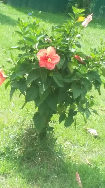 Shrub - Art, Drawings and more - Photography, Flowers, Plants, & Trees ...
