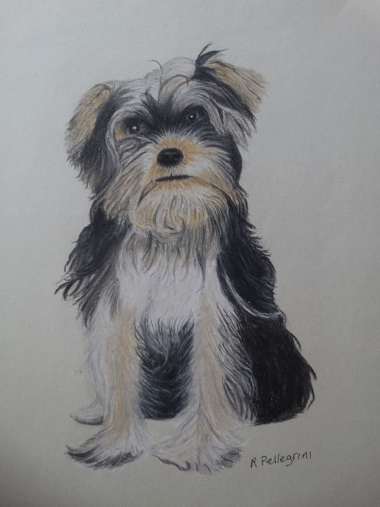 A cross bred puppy - Rose and Nev - Paintings & Prints, Animals, Birds ...