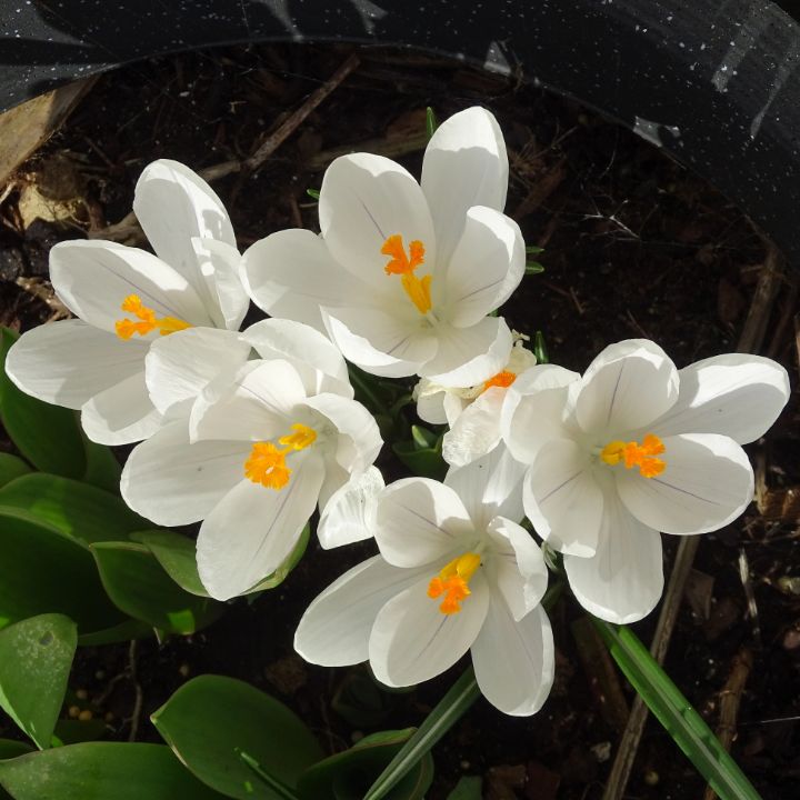 Crocus - GlitchAndSon - Photography, Landscapes & Nature, Gardens ...