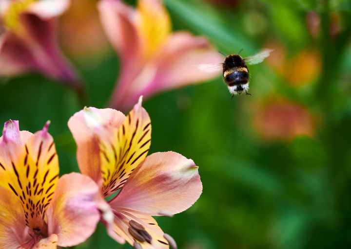 Bee-tween Flowers - Paul Rushbrook Photography - Photography, Animals, Birds, & Fish, Bugs ...