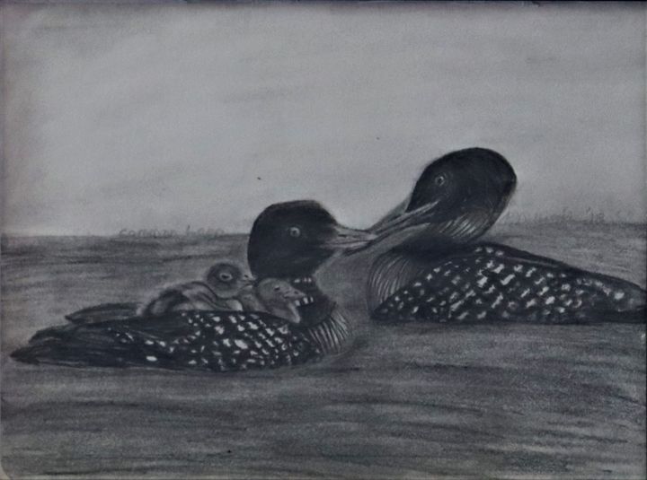 Common Loon - Wild Bird Art Gallery - Drawings & Illustration, Animals ...