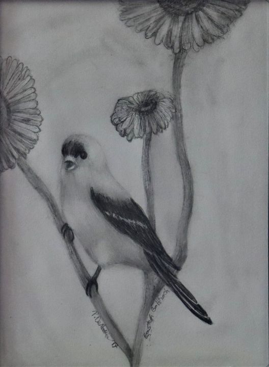 Eastern Goldfinch - Wild Bird Art Gallery - Drawings & Illustration ...