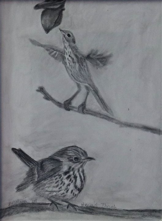 Hermit Thrush - Wild Bird Art Gallery - Drawings & Illustration ...