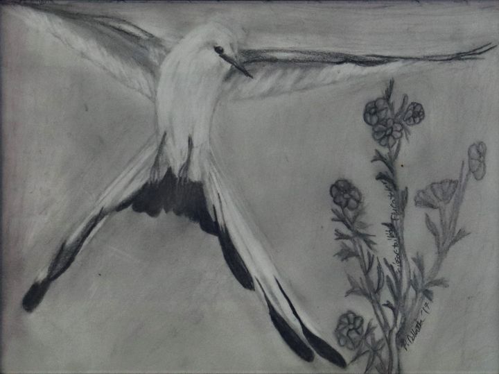 Scissor-Tailed Flycatcher - Wild Bird Art Gallery - Drawings ...