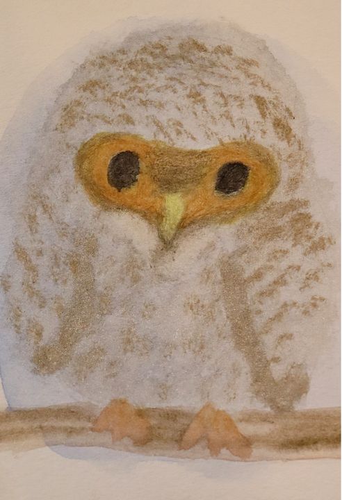 Baby Owl - Wild Bird Art Gallery - Paintings & Prints, Animals, Birds ...