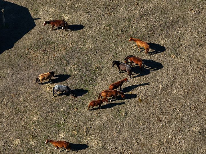 Mustangs in Motion - Project ComeBack - Photography, Animals, Birds, & Fish, Horses - ArtPal