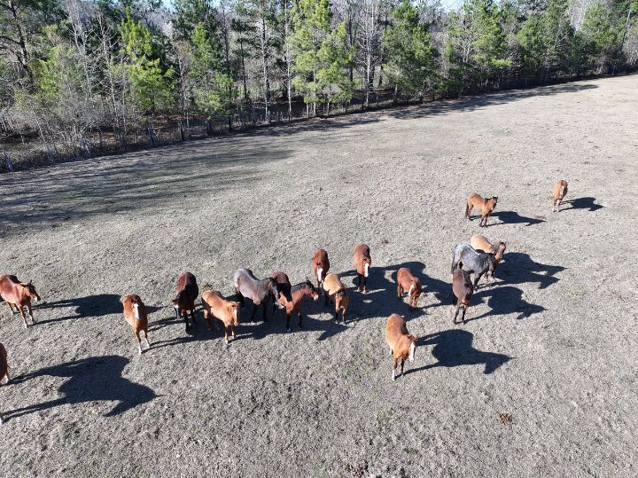 The Watchful Herd - Project ComeBack - Photography, Animals, Birds, & Fish, Horses - ArtPal