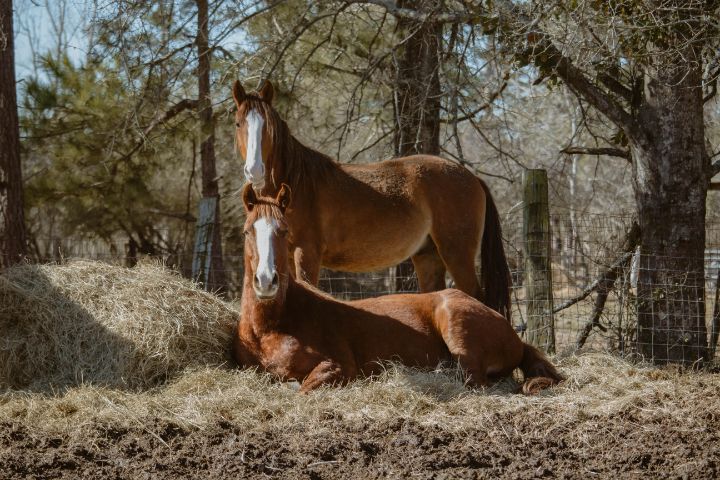 Twins - Project ComeBack - Photography, Animals, Birds, & Fish, Horses - ArtPal