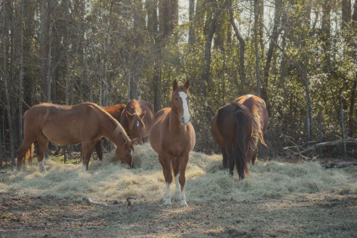 Blaze Among Friends - Project ComeBack - Photography, Animals, Birds, & Fish, Horses - ArtPal