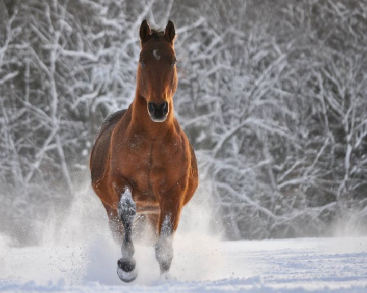 Dash - Project ComeBack - Photography, Animals, Birds, & Fish, Horses - ArtPal